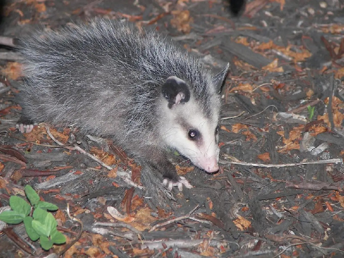 Possum Crossing Your Path? The Spiritual Meaning Explained! :: Psychic ...